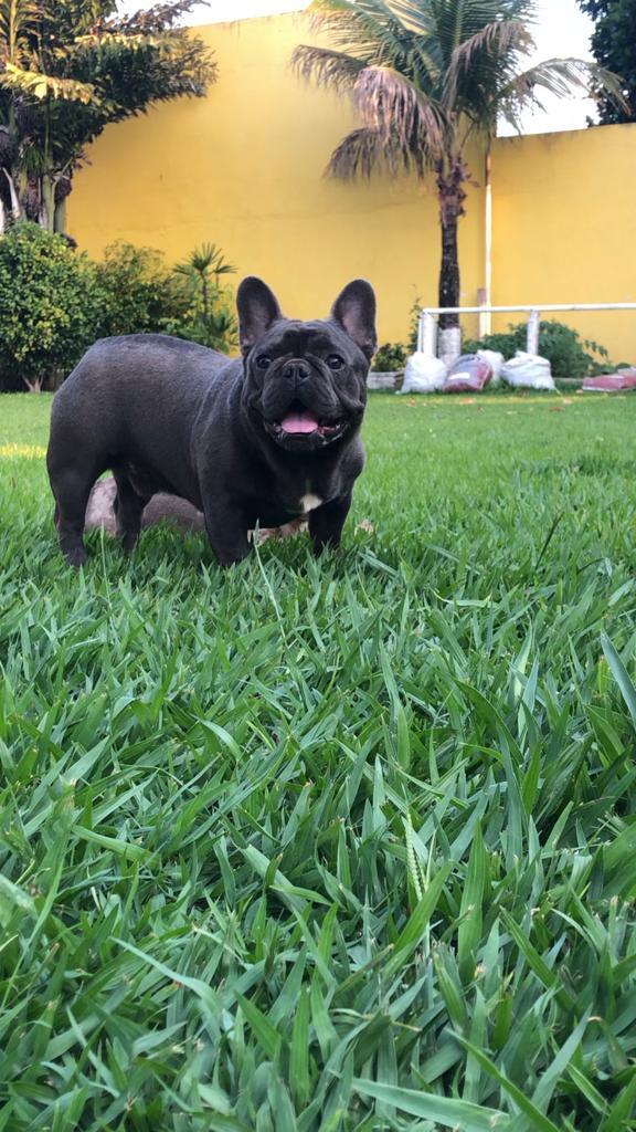 Bulldog francês - São Paulo/SP e BRASIL