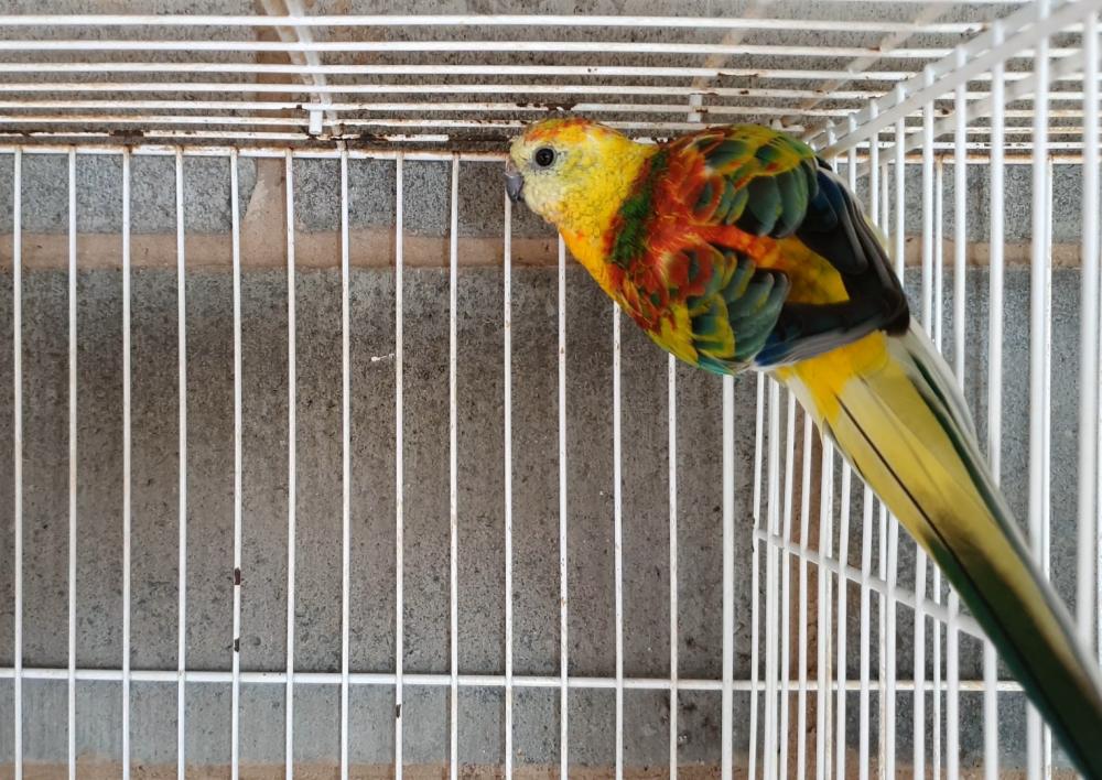 RED RUMPED E MUTAÇÕES - Limeira/SP