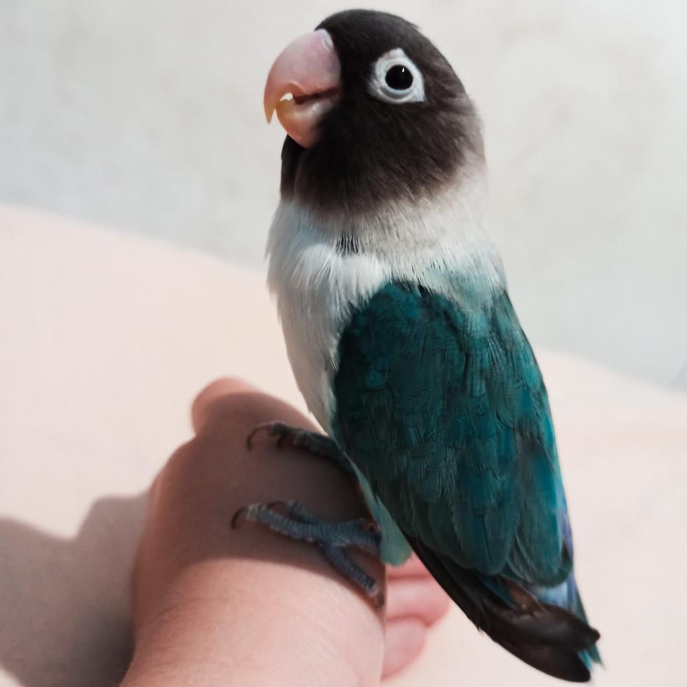 Adquiro AGAPORNIS PERSONATA E MUTAÇÕES - Belém/PA mais 2 cidades