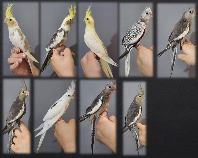 CALOPSITA - São Carlos/SP